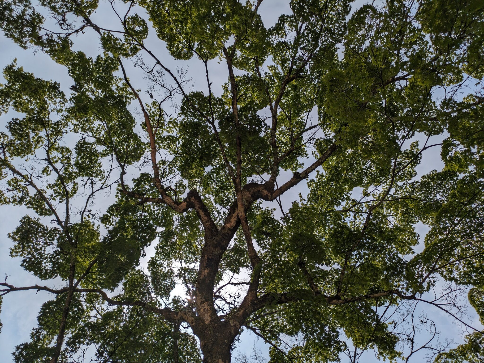 メニュー - 空一TREE WORKS﻿ ｜ ﻿山口県下関市、宇部市で伐木、庭木剪定ならお任せ